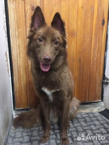 Собака(кобель) в добрые руки