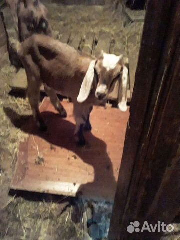 Козлики 2 месяца нубийцы