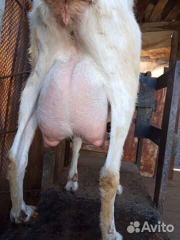 Коза с козленком