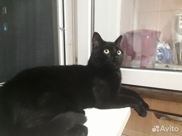 Отдам, чёрного полубританского кота
