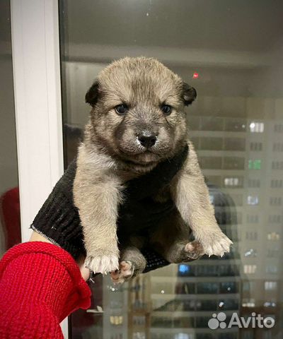 Щенок мальчик 2 месяца