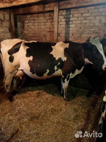 Продам коров