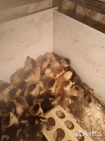 Суточные индоутки