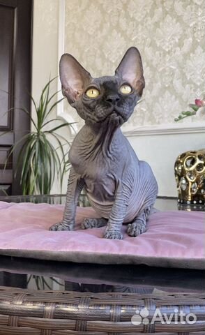 Шикарный черный мальчик