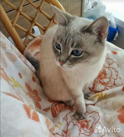 Украли кошку