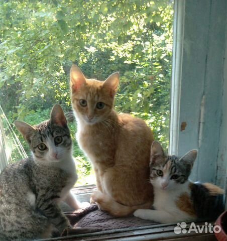 Котенок