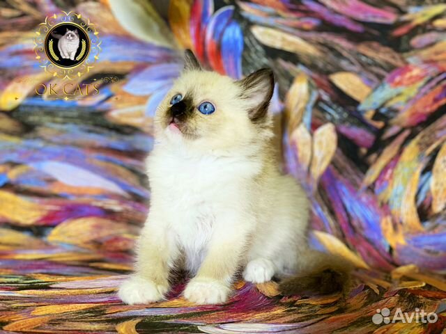 Малышка рэгдолл с гарантией здоровья