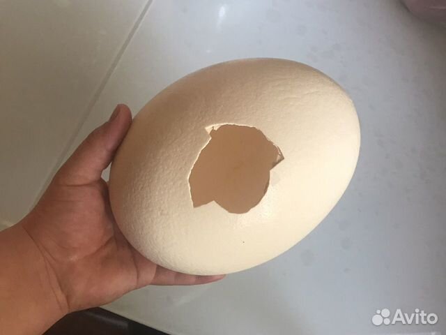 Страусиное яйцо