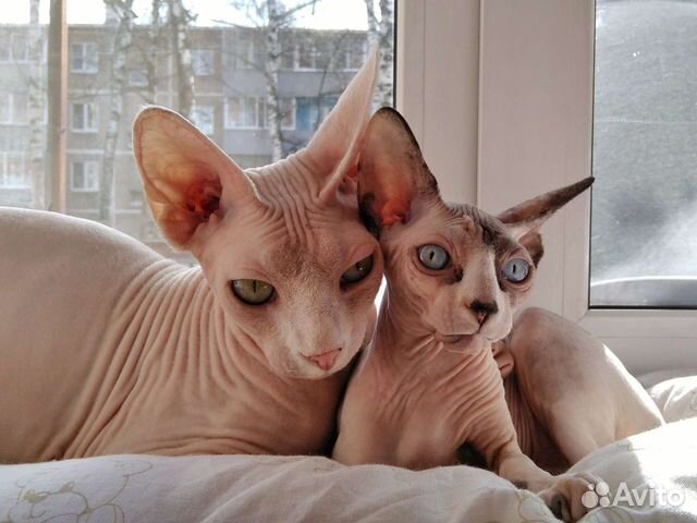 Котята сфинкс