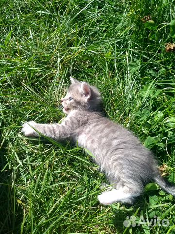 Котята только в ответственные руки