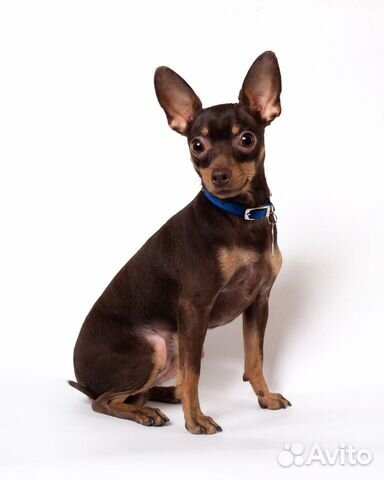 Пражский Крысарик кобель для вязки