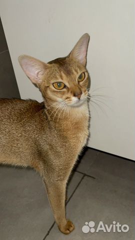 Абиссинская кошечка чистокровная с родословной