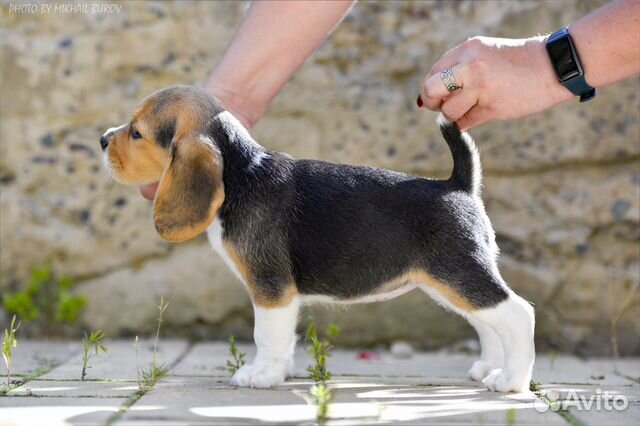 Продается щенок бигля (девочка)