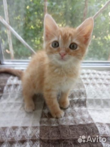 Рыжий котенок в добрые руки