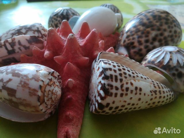 Морские ракушки раковины