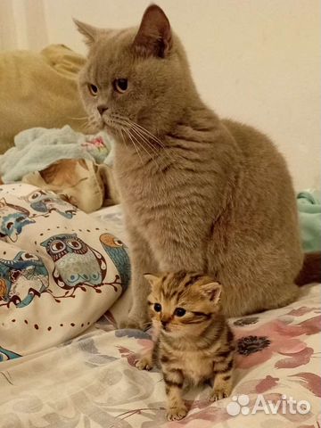 Котята британской породы чистокровные
