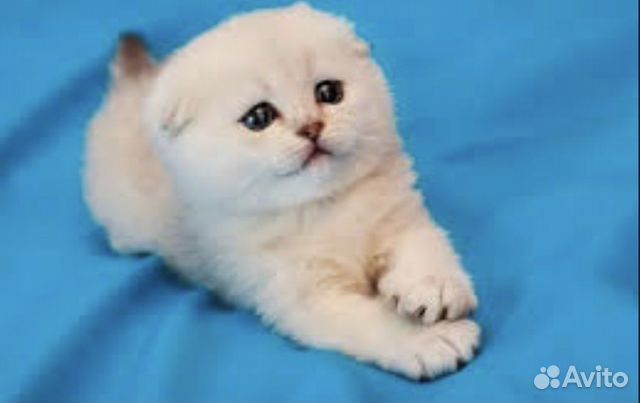 Шотландские плюшевые котята