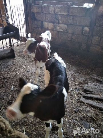 Телята телочки