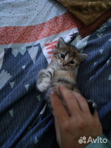 Кошка в дар