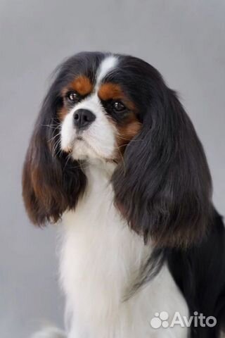 Вязка кавалер кинг чарльз спаниель