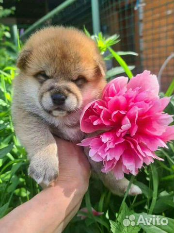 Сиба девочка продажа