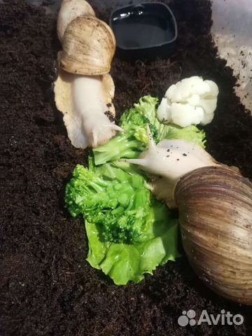 Улитка Ахатина