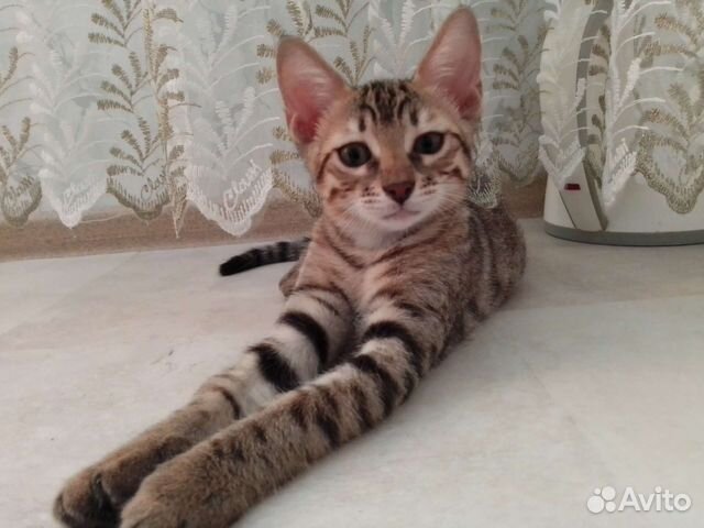 Бенгальская красавица