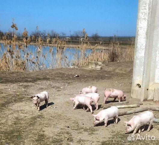 Поросята