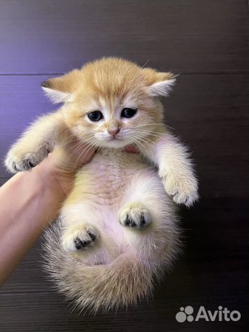 Шотландские котята