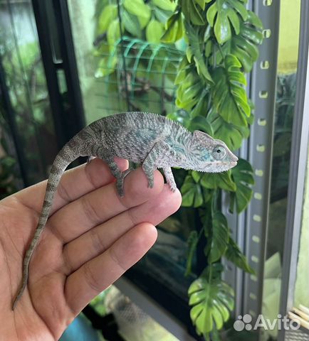 Пантентеровые хамелеоны подростки