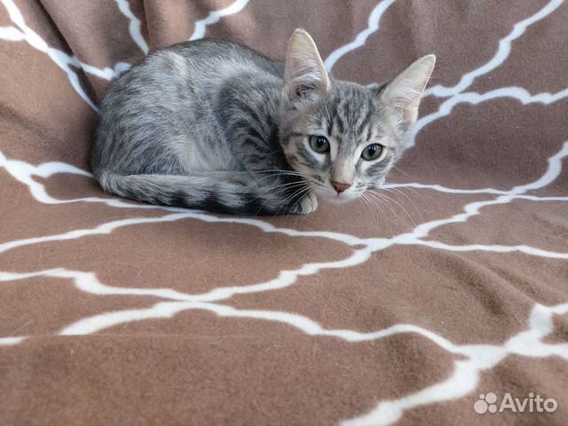 Замечательный малыш Лютик в добрые руки