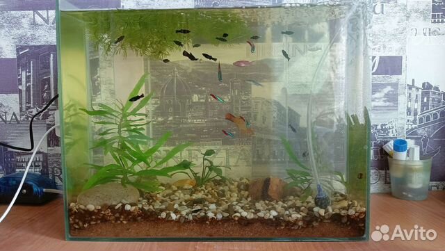 Аквариум с рыбками