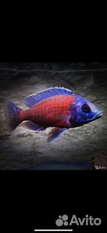 Цихлиды, копадихромис каданго