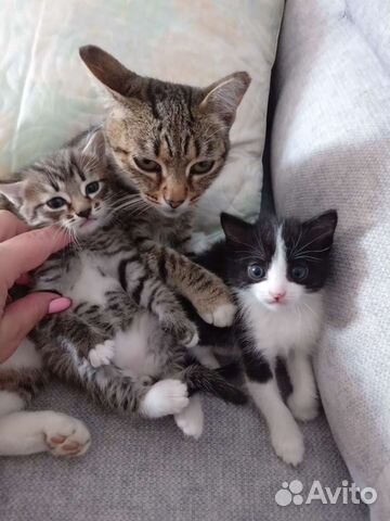 Кошка
