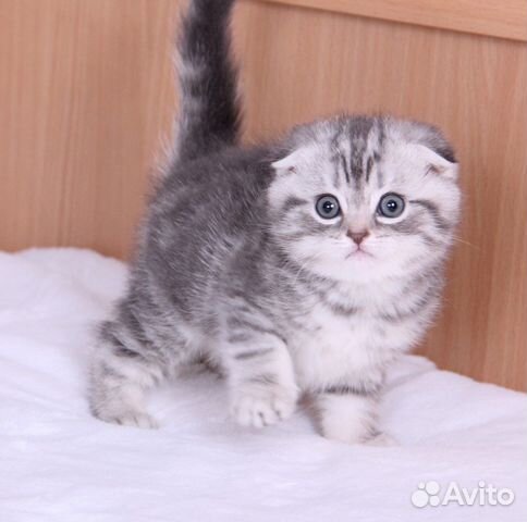 Мраморный вислоухий котик