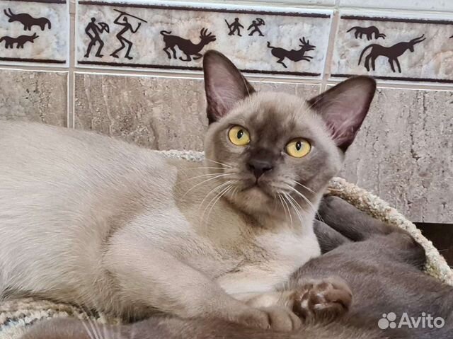 Бурманские котята 5 месяцев