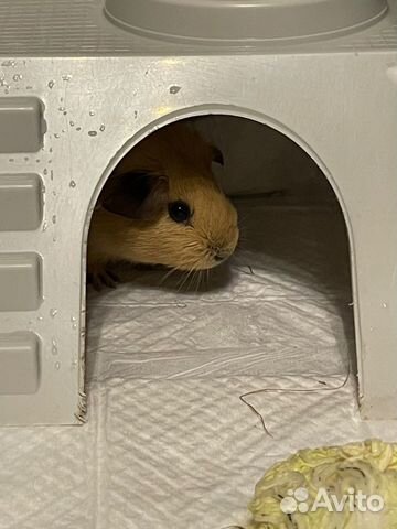 Морская свинка бесплатно