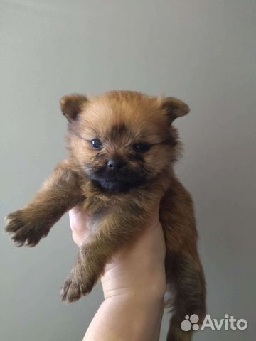 Йорк+шпиц(девочка)