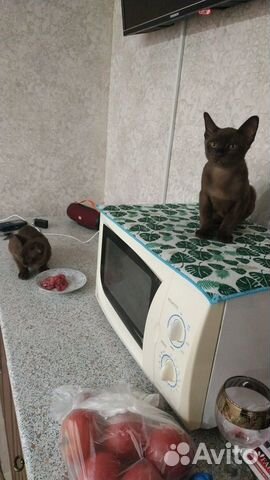 Бурманские котята