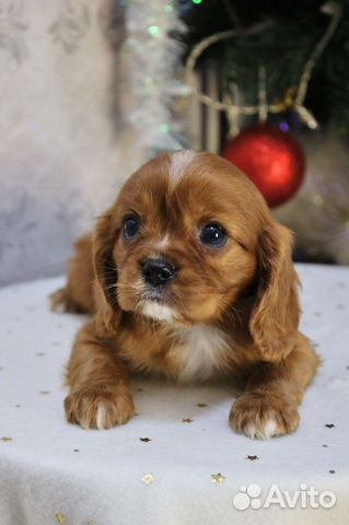 Кавалер Кинг Чарльз спаниель мальчик Ник