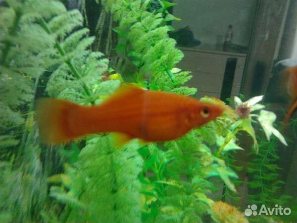 Аквариумная рыбка меченос