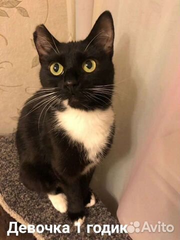 Кошечка в добрые руки