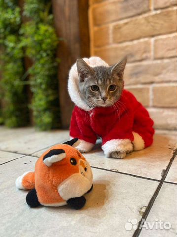 Кошечка в добрые руки
