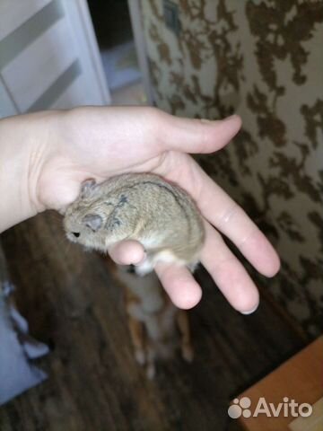 Джунгарский хомяк (девочка и мальчик)