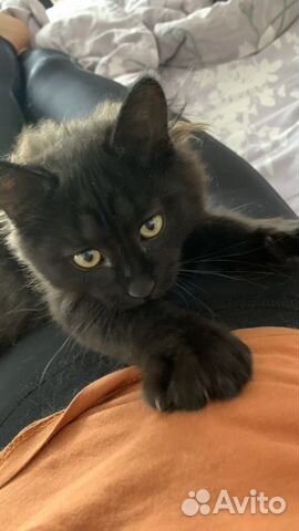 Кошка 4 месяца