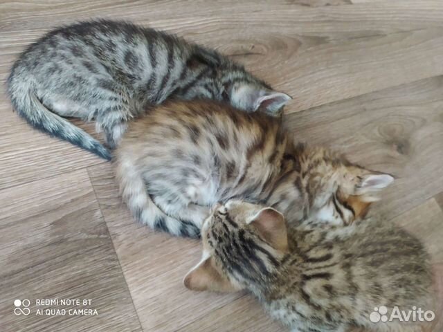 Бенгальская