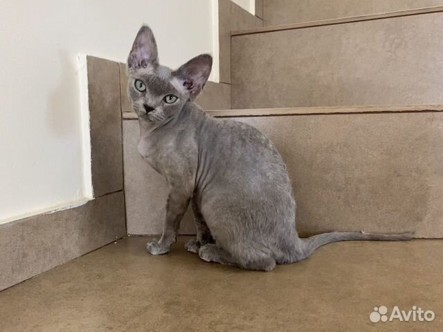 Девон рекс голубая Лара