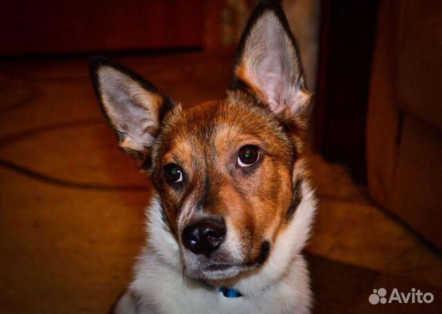 Щенок Патрик в добрые руки