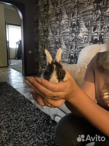 Декоративные кролики