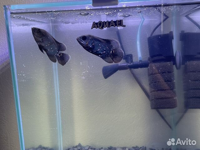 Астронотусы 2 штуки